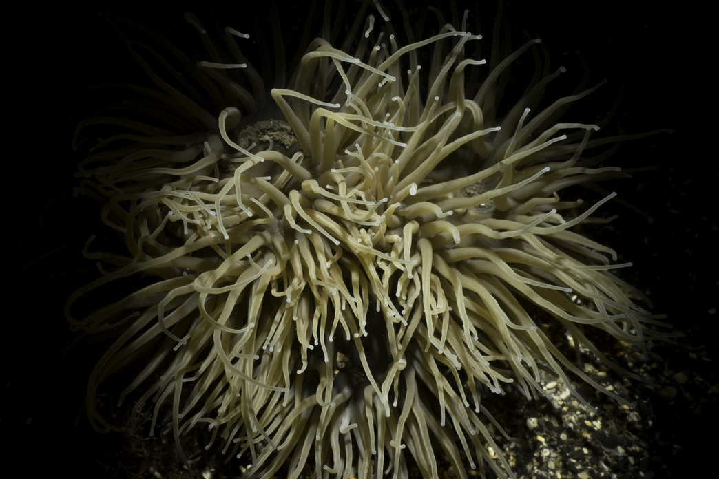 Kimmeridge's Snakelocks Anemone Bed | Dorset Wildlife Trust